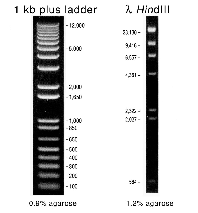 Solved 1 kb plus ladder HindlI 12,000 23,130 9,416 6,557 | Chegg.com