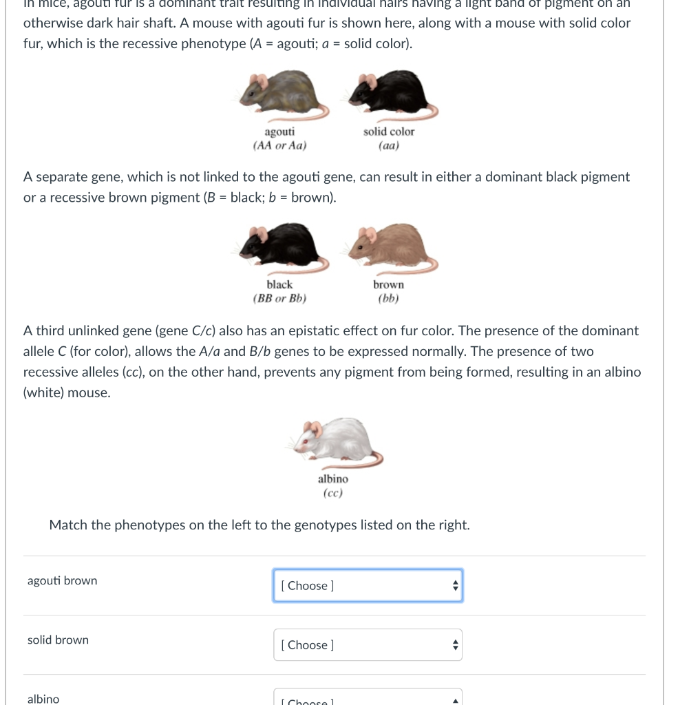 Solved n mice, agouti Tur is a dominant tralt resulting Ih | Chegg.com