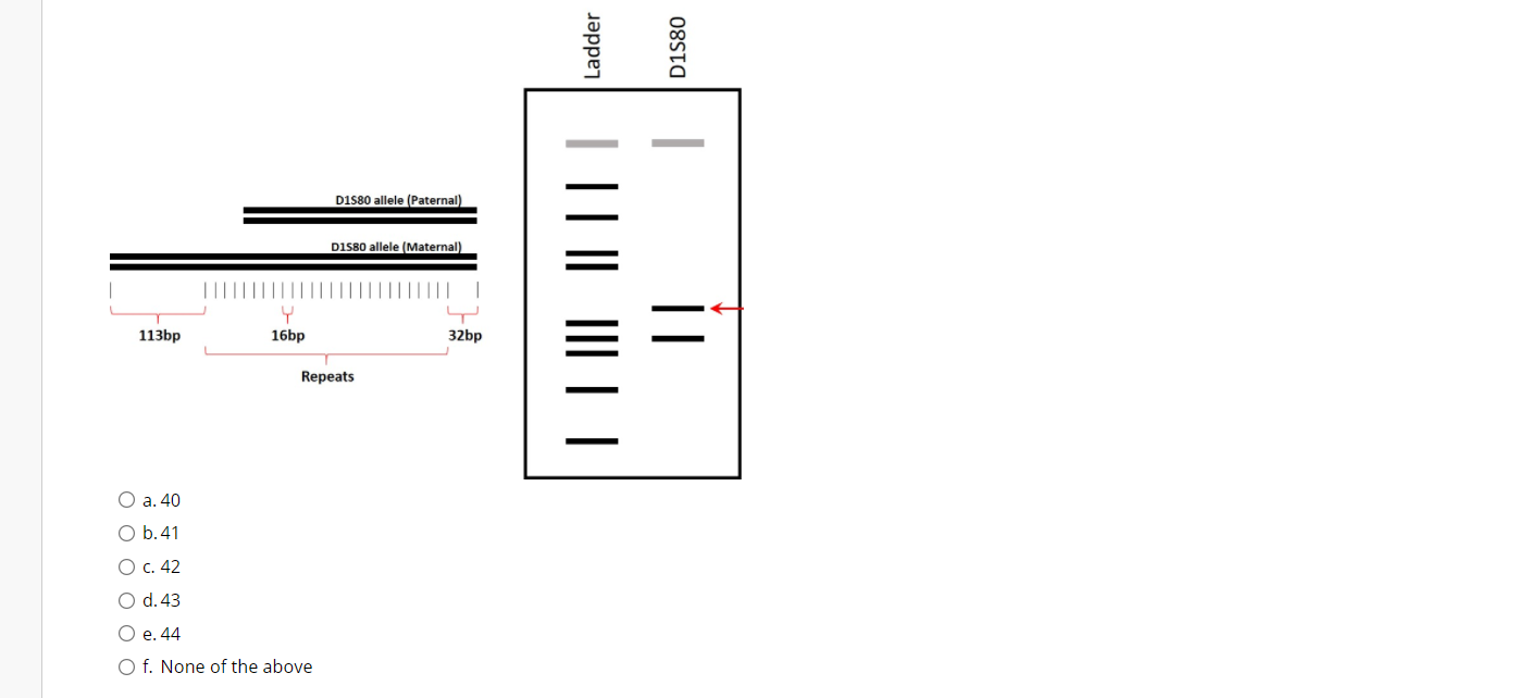 Solved The D1S80 locus is located on human chromosome 1 and | Chegg.com