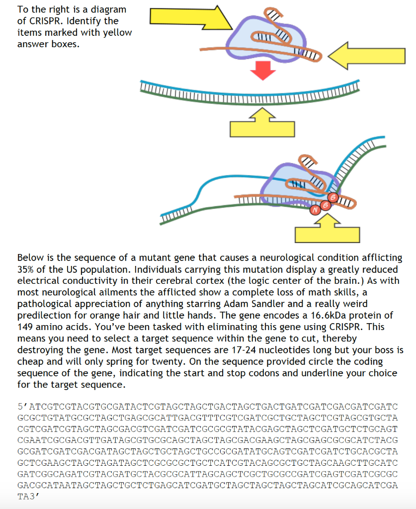Solved To the right is a diagram of CRISPR. Identify the | Chegg.com