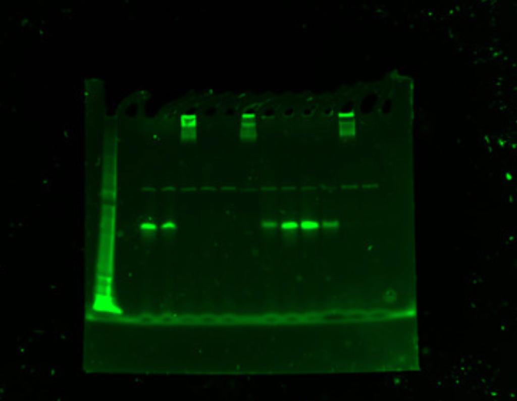 120 80 60 50 40 30 GFP 20 10 Dye front 7. | Chegg.com