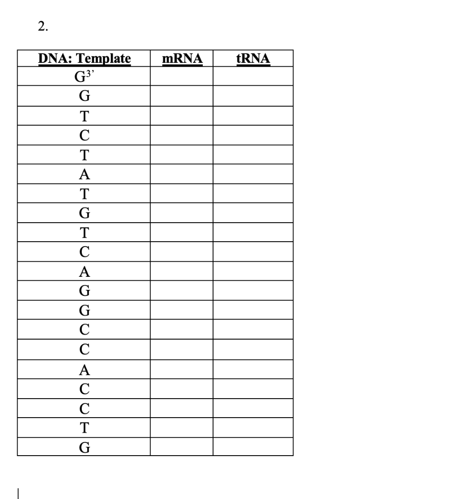 Solved 2. mRNA tRNA DNA: Template G3' G T С T A T G T С A G | Chegg.com