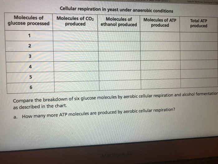 Anaerobic Respiration In Yeast