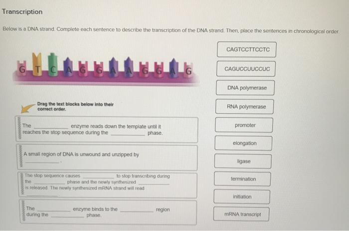 Solved Transcription Below is a DNA strand. Complete each | Chegg.com
