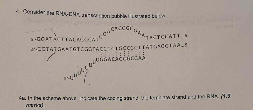 Solved 4. Consider the RNA-DNA transcription bubble | Chegg.com