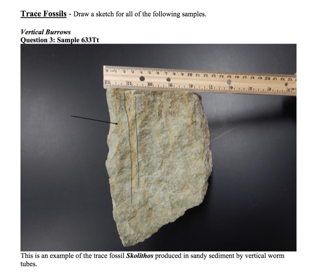 Solved Secondary Sedimentary Structures Question 1: Sample | Chegg.com