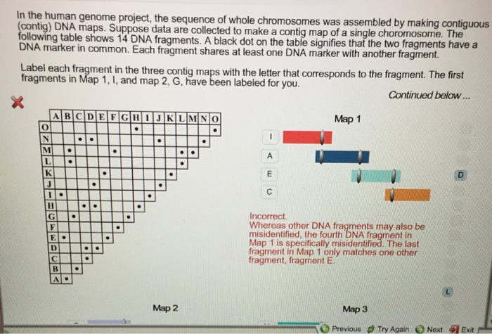 In the hum an genome project, the sequence of whole | Chegg.com