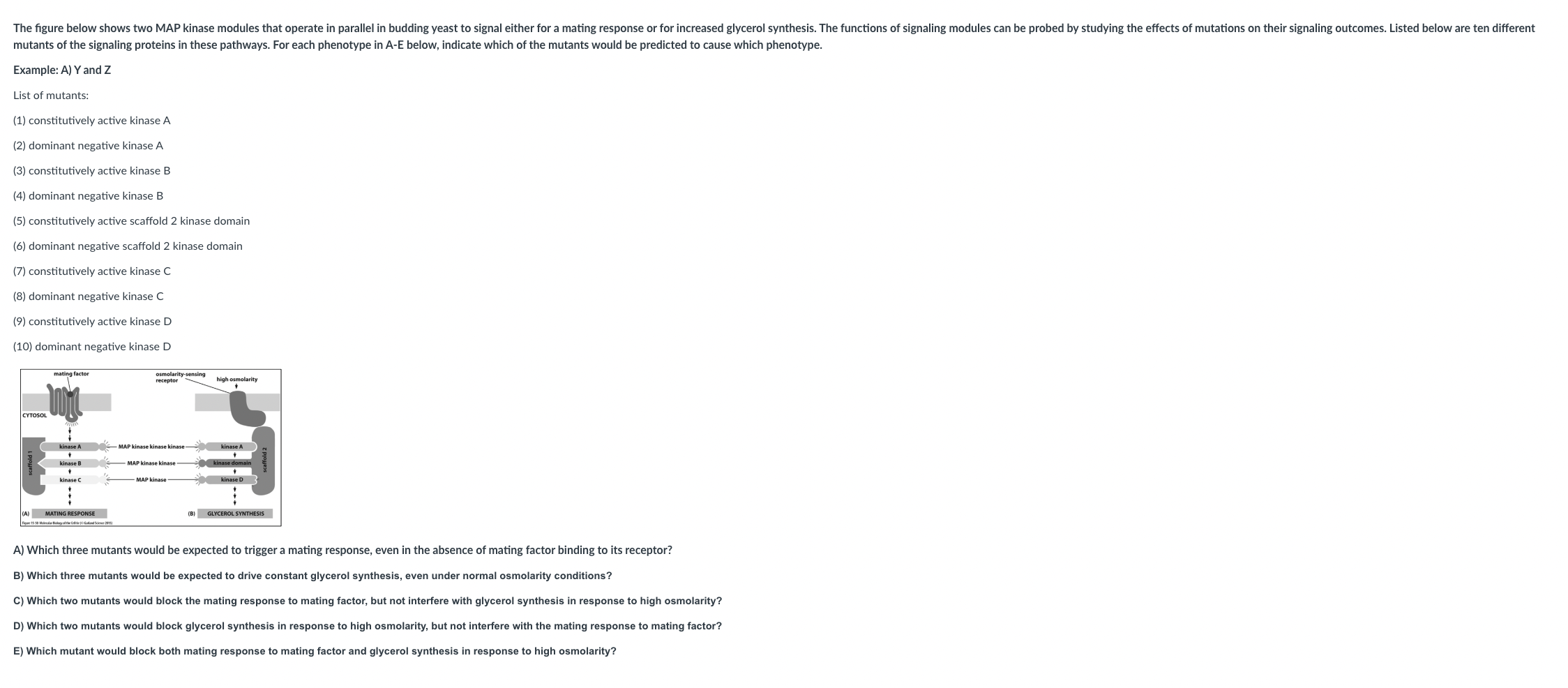 Solved The figure below shows two MAP kinase modules that | Chegg.com