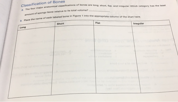 Solved Classification of Bones 2. The four major anatomical | Chegg.com