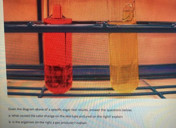 Solved Given the diagram above of a specific sugar test | Chegg.com