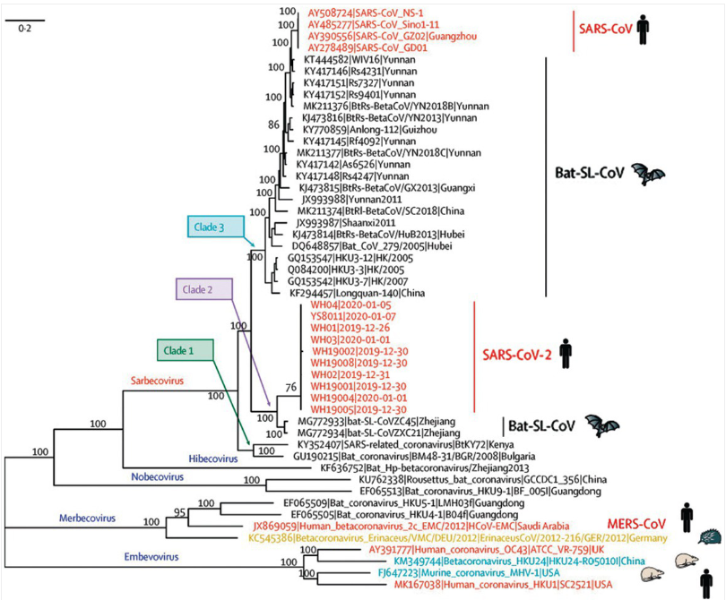 Solved Here is a phylogeny of corona viruses. They have been | Chegg.com