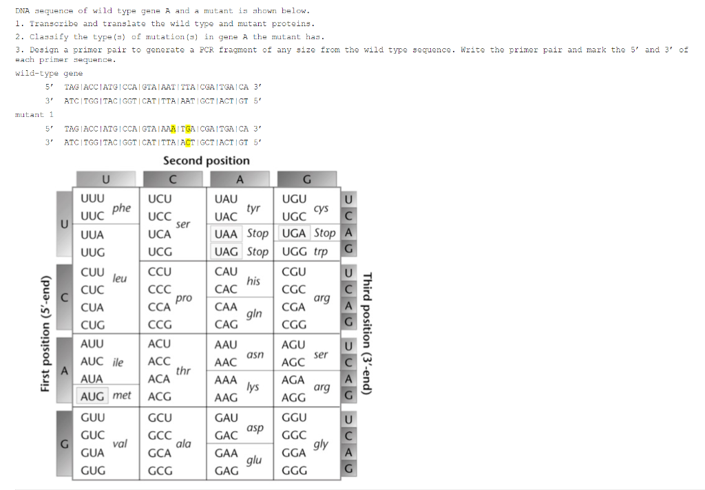Solved DNA sequence of wild type gene A and a mutant is | Chegg.com