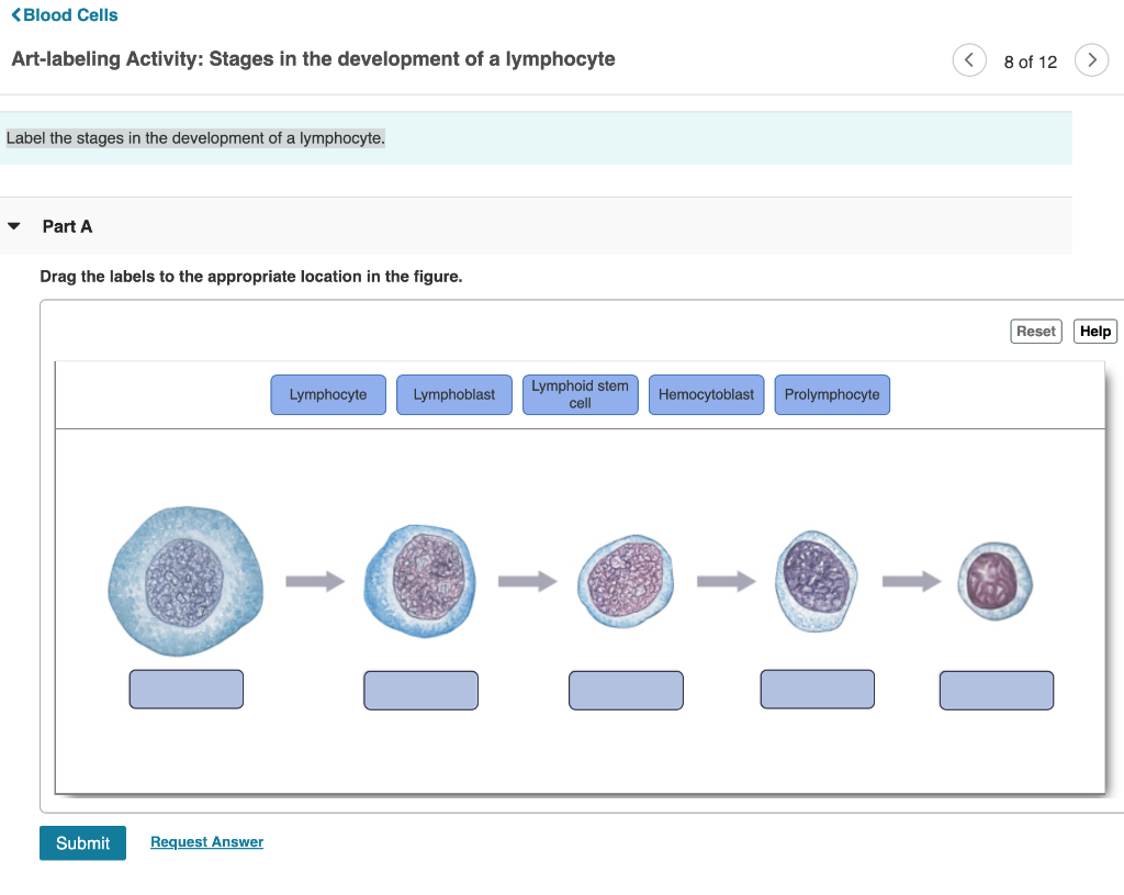 Solved Label the stages in the development of a lymphocyte. | Chegg.com