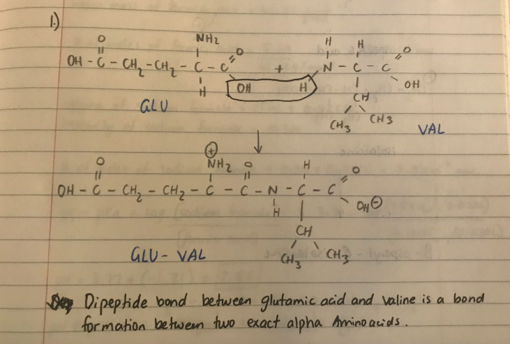 Solved 1. Which amino acid residue in a Glu-Val dipeptide | Chegg.com