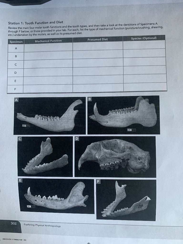 Station 1: Tooth Function and Diet Review the main | Chegg.com