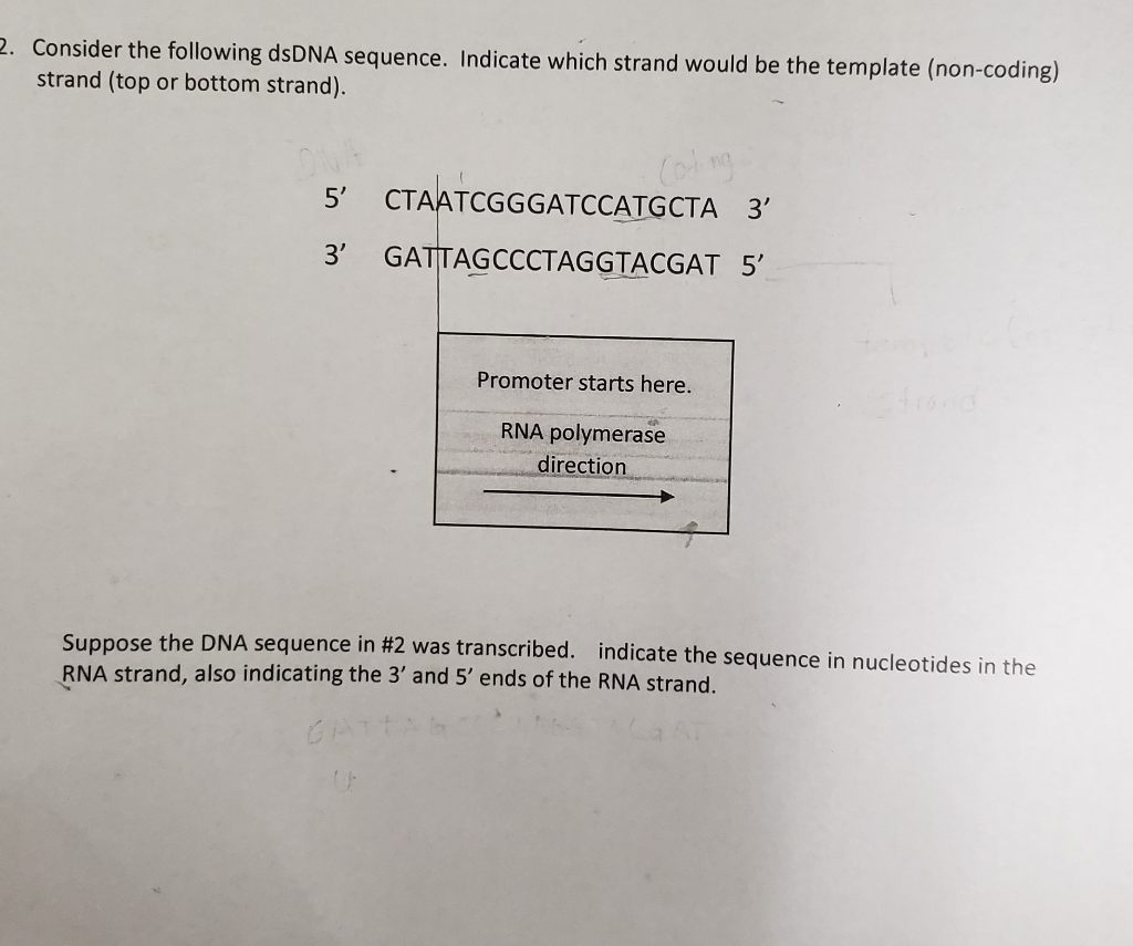 Solved Consider The Following DsDNA Sequence Indicate Chegg Solved Consider The Following DsDNA Sequence Indicate Chegg