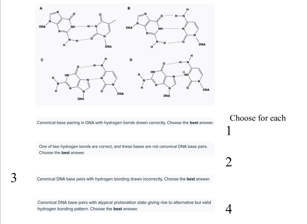 Solved А B H . -N OHN N DNA NH -H-N DNA NH N N N N H DNA DNA | Chegg.com