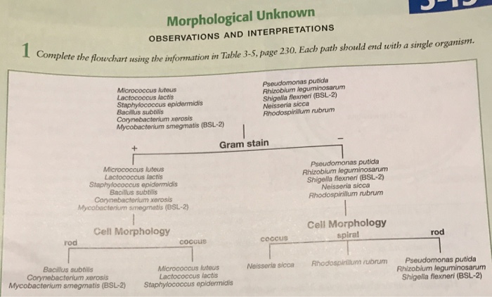 Solved Morphological Unknown OBSERVATIONS INTERPRETATIONS l | Chegg.com
