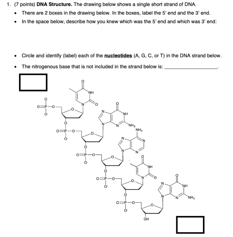 Solved (7 ﻿points) ﻿DNA Structure. The drawing below shows a | Chegg.com