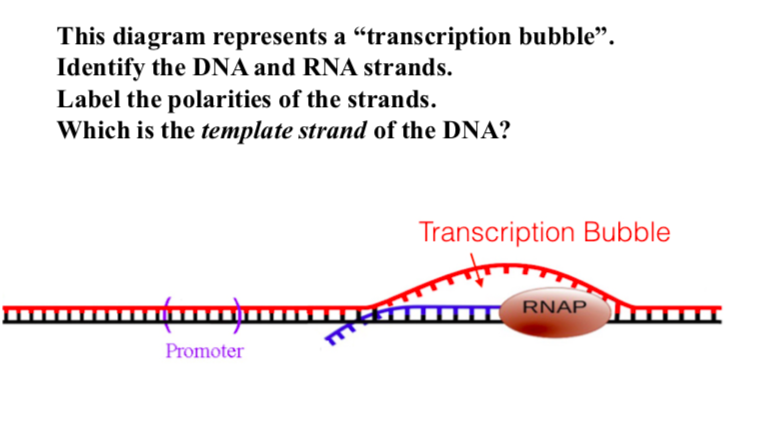 Solved This diagram represents a "transcription bubble". | Chegg.com
