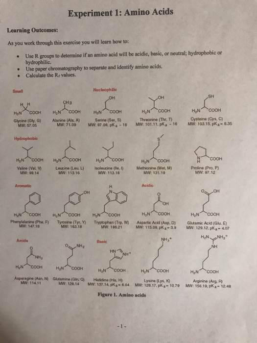 Experiment 1: Amino Acids Learning Outcomes: As you | Chegg.com