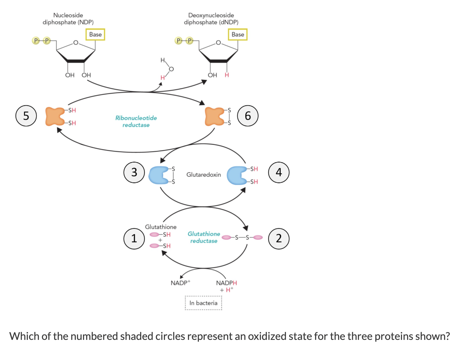 Solved Nucleoside diphosphate (NDP) Deoxynucleoside | Chegg.com