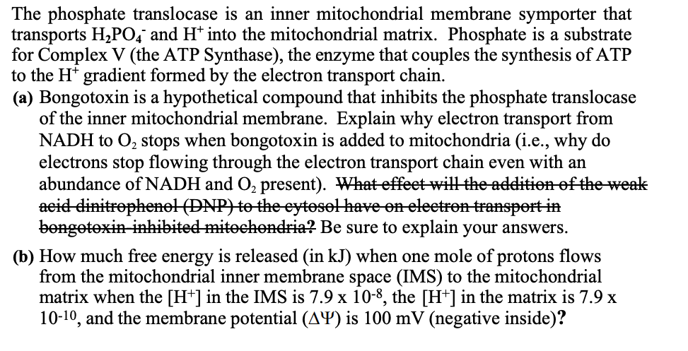 The phosphate translocase is an inner mitochondrial | Chegg.com