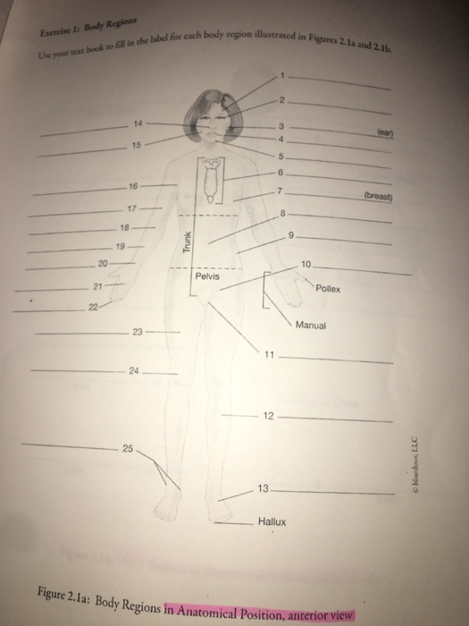 Solved Exercise I: Body Regions Use your texr book to fill | Chegg.com