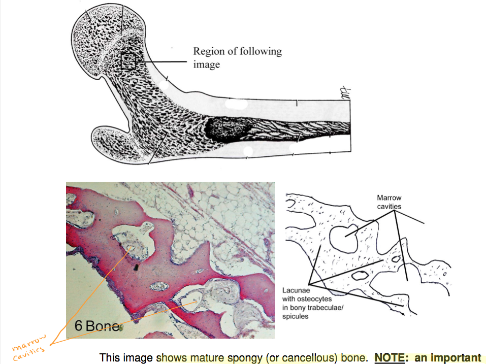 Spicules Spongy Bone