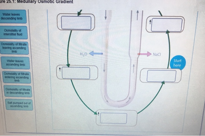 Solved re 25.1: Medullary osmotic Gradient Water leaves | Chegg.com
