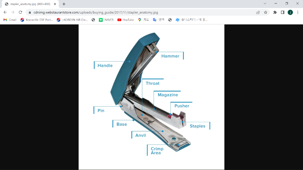 Solved stapler_anatomy.jpg (800x800) X + ← → C M Gmail | Chegg.com
