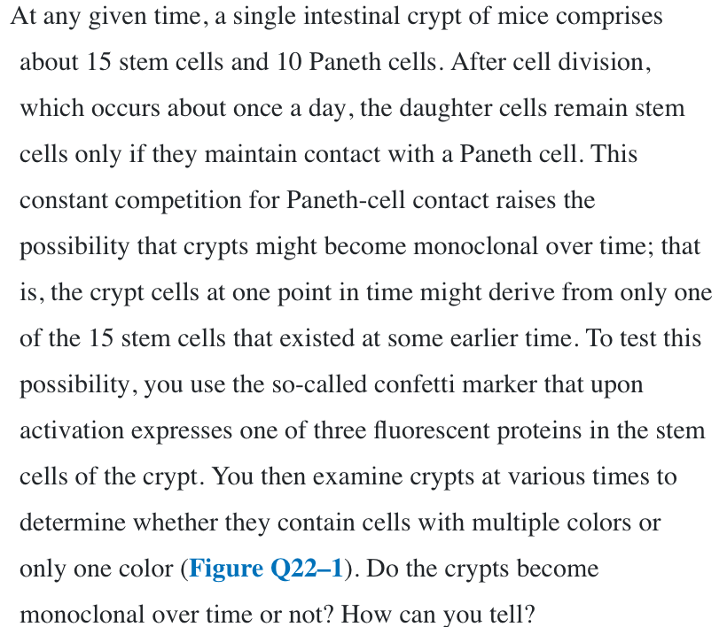 At any given time, a single intestinal crypt of mice | Chegg.com