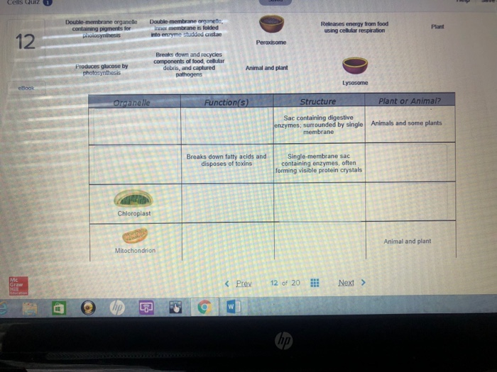 Solved Complete the table by dragging each structure name or | Chegg.com