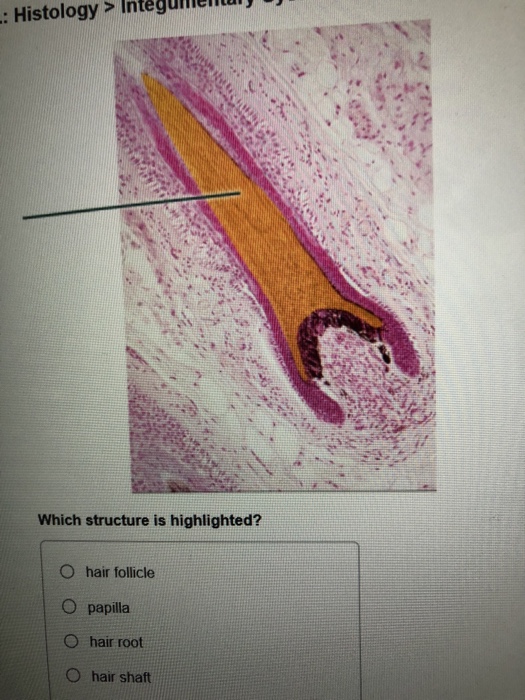 Solved Which structure is highlighted? O hair shaft O | Chegg.com