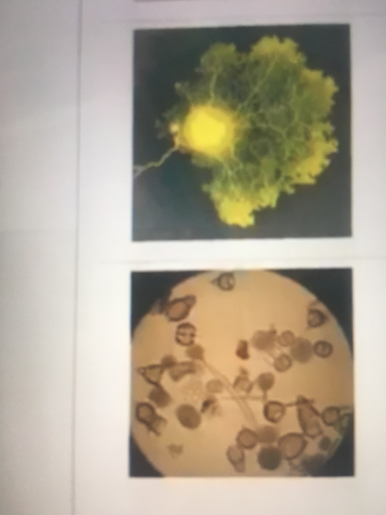 Solved what is the lineage of each | Chegg.com