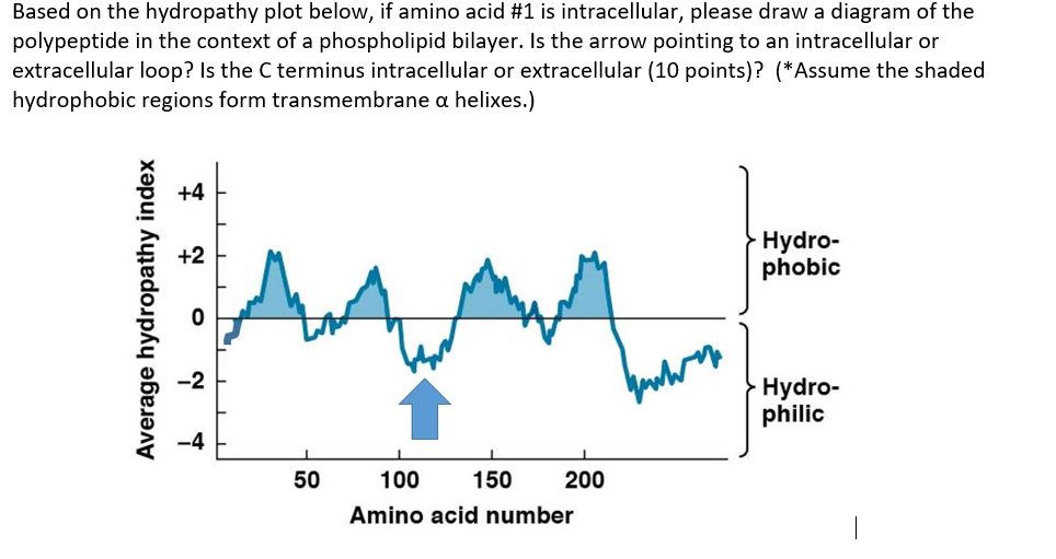 Solved Based on the hydropathy plot below, if amino acid #1 | Chegg.com