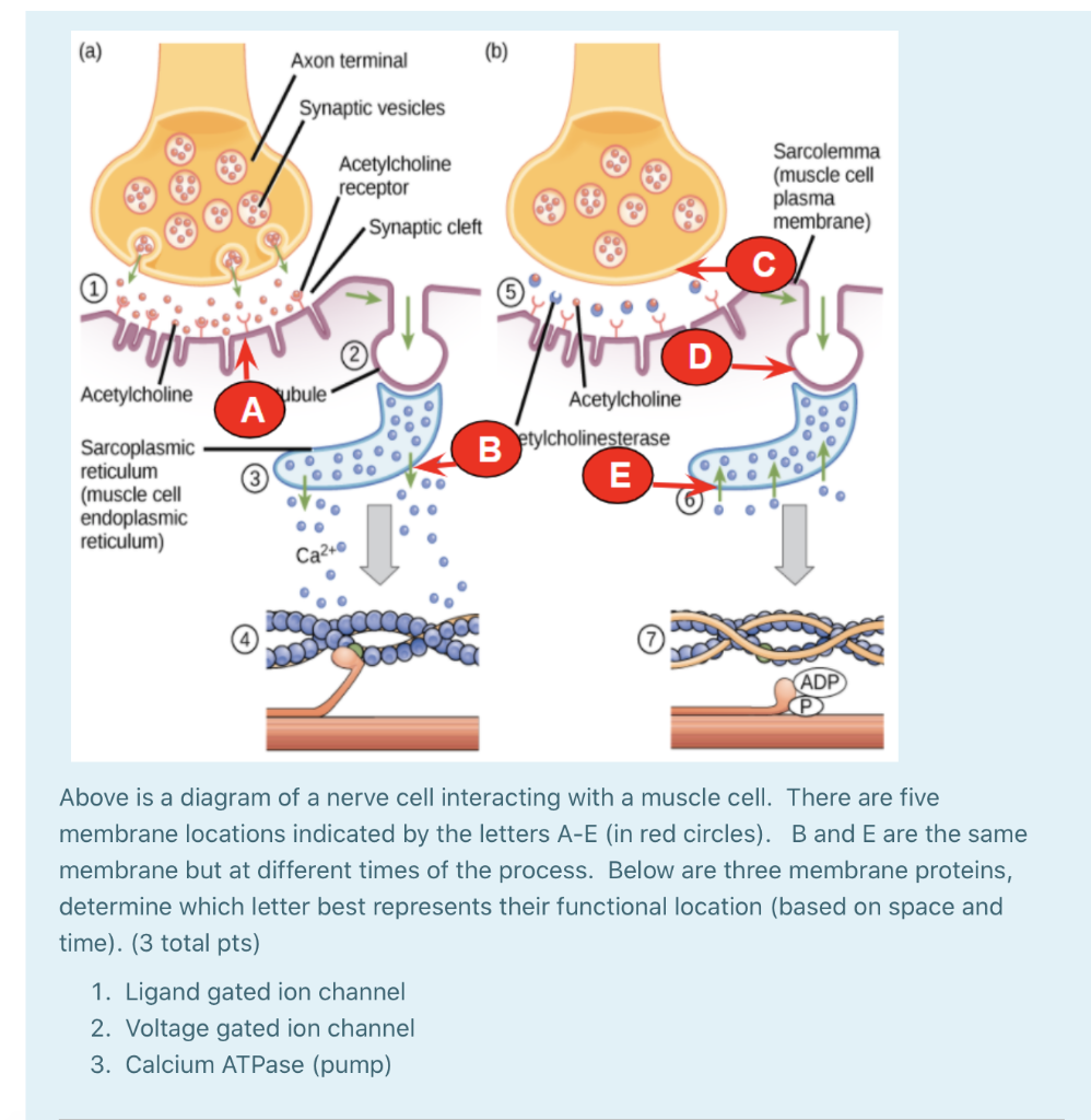 Solved (a) Axon terminal (b) Synaptic vesicles Acetylcholine | Chegg.com