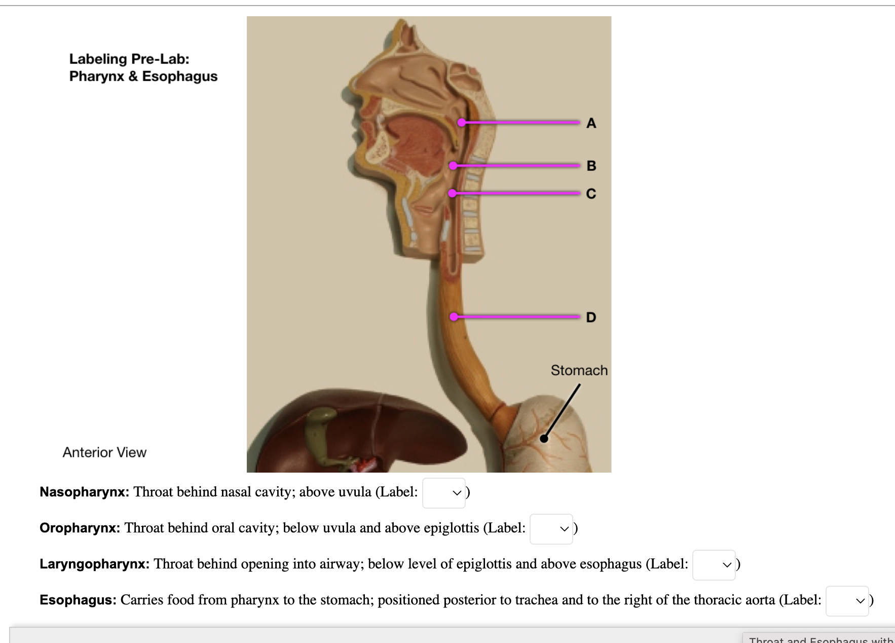 Solved QUESTION 1 Trachea: Airway; anterior to the esophagus | Chegg.com