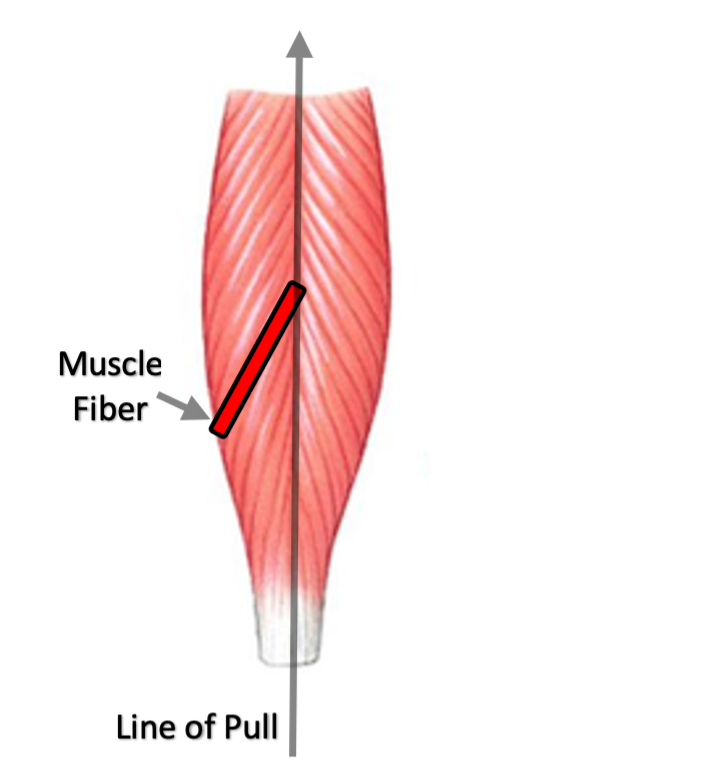 Solved 16. Figure illustrates a bipennated rectus femoris | Chegg.com
