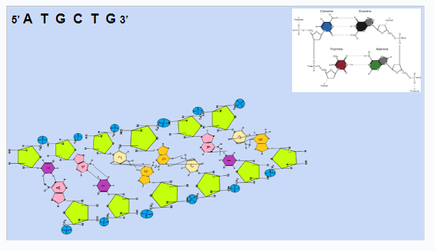 Solved 5' A T G C T G 3, | Chegg.com