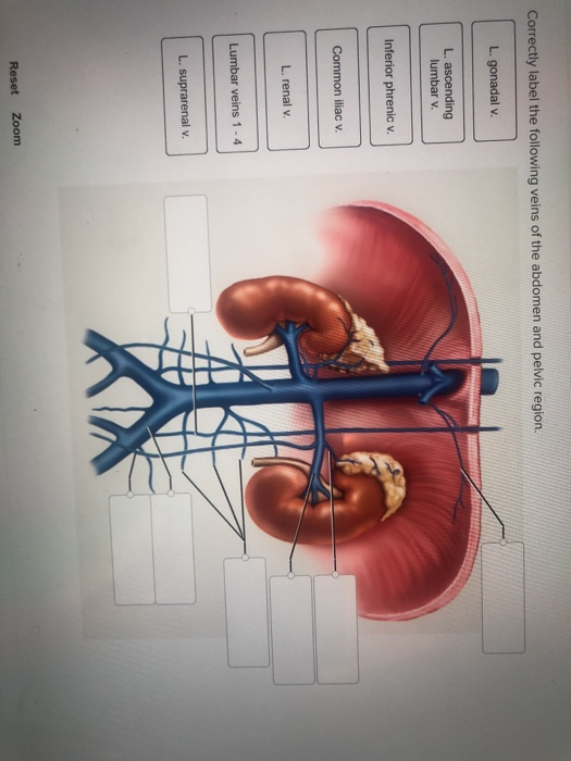 Solved Correctly label the following veins of the abdomen | Chegg.com