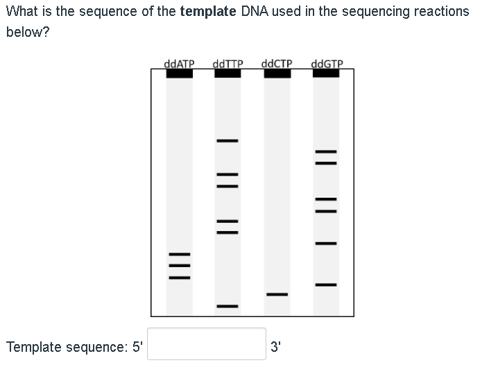 Solved What is the sequence of the template DNA used in the | Chegg.com