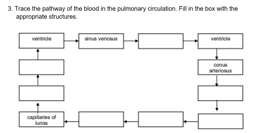 Solved 3. Trace the pathway of the blood in the pulmonary | Chegg.com