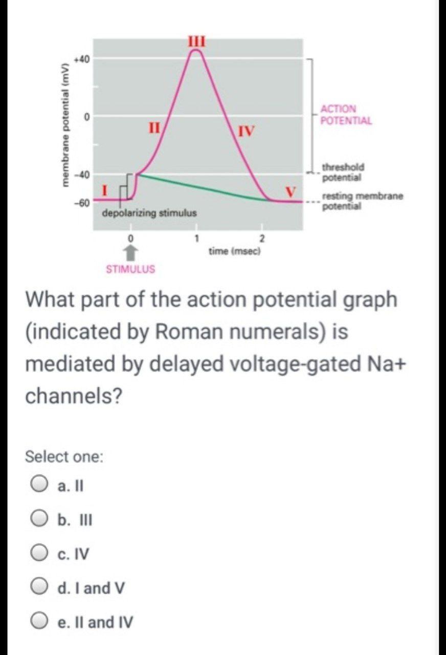 Solved III +40 membrane potential (mV) ACTION POTENTIAL II | Chegg.com