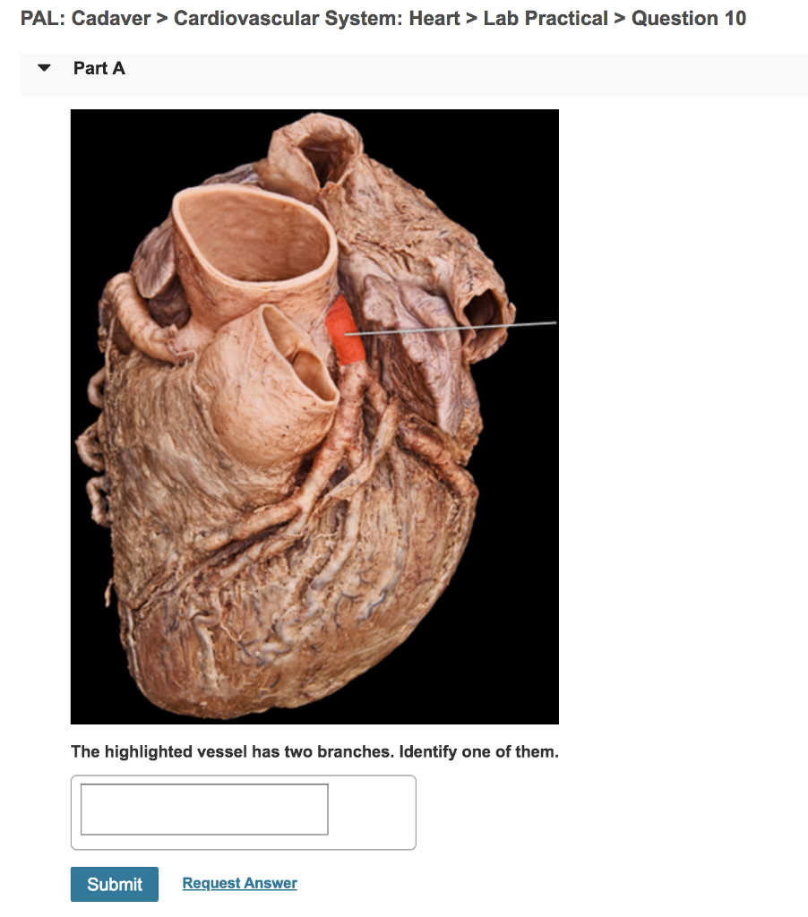 Lab Practical Anatomy