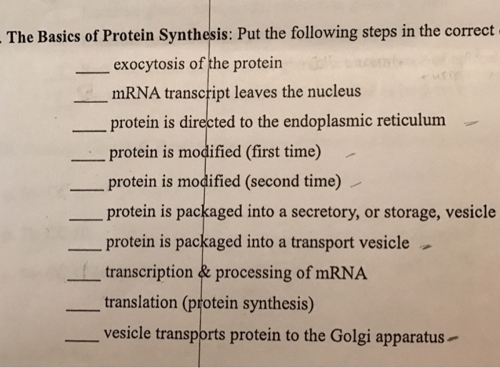 Solved The Basics of Protein Synthesis: Put the following | Chegg.com