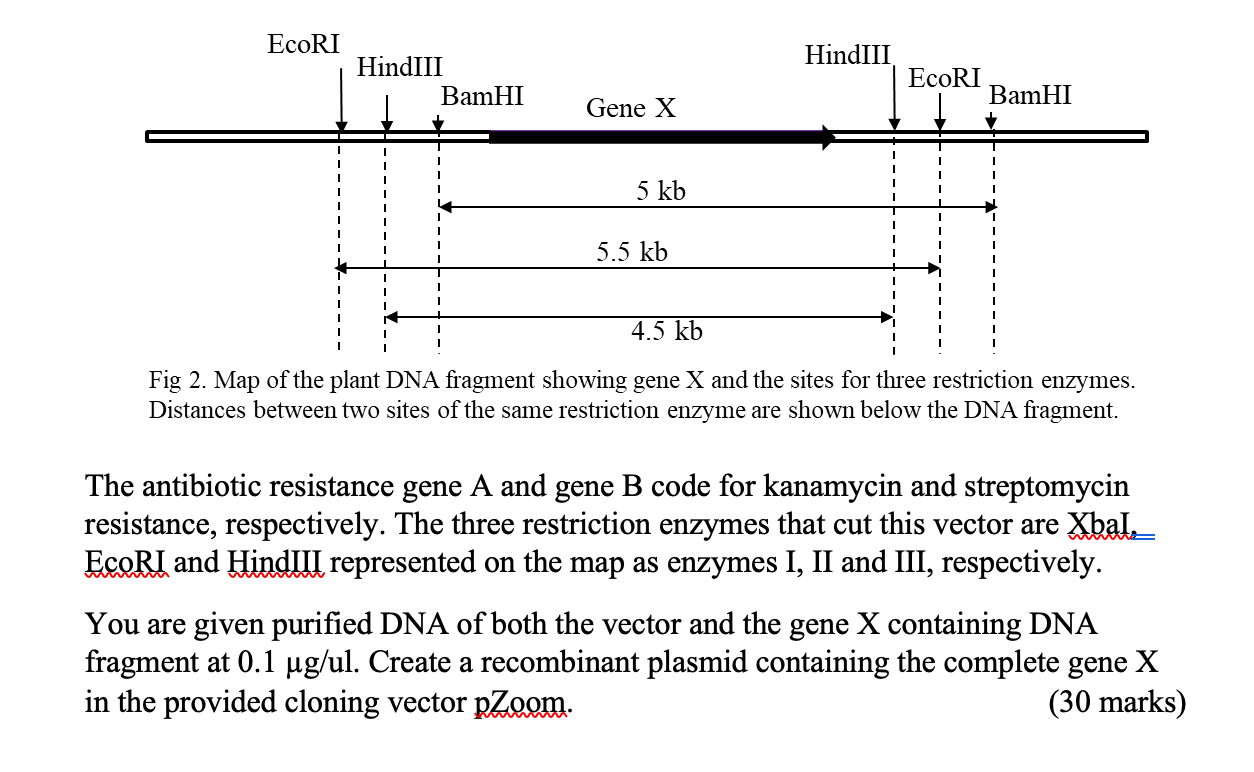 Solved Q1 A research laboratory identified a gene X of | Chegg.com