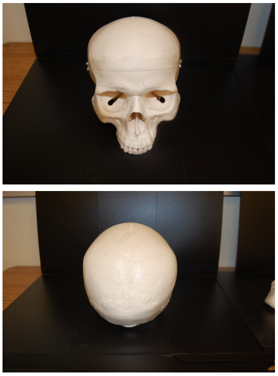 Solved Identify the skull as African, Asian, or European. | Chegg.com