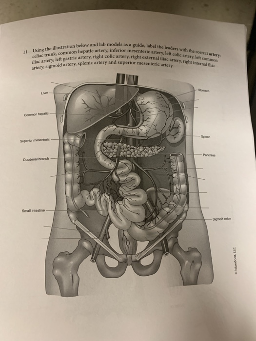 Solved 11. Using the illustration below and lab models as a | Chegg.com