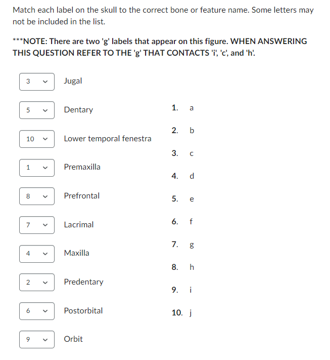 Solved Match each label on the skull to the correct bone or | Chegg.com